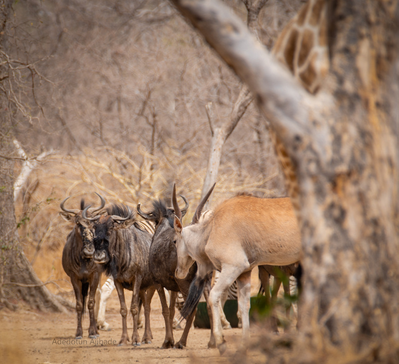 4 Wildlife Destinations in Nigeria – TheFisayo